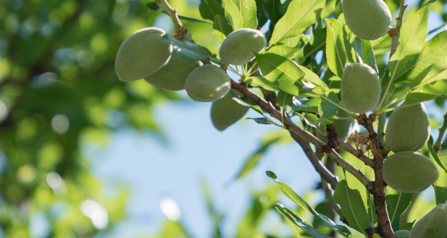 Olam Orchards Australia - Australian Almonds | India