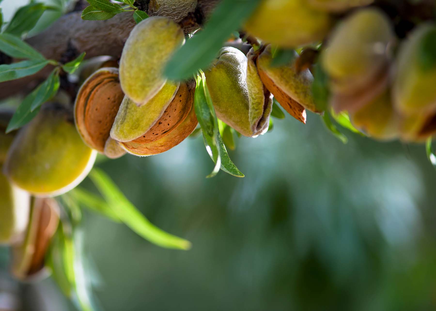 Select Harvests - Australian Almonds | India